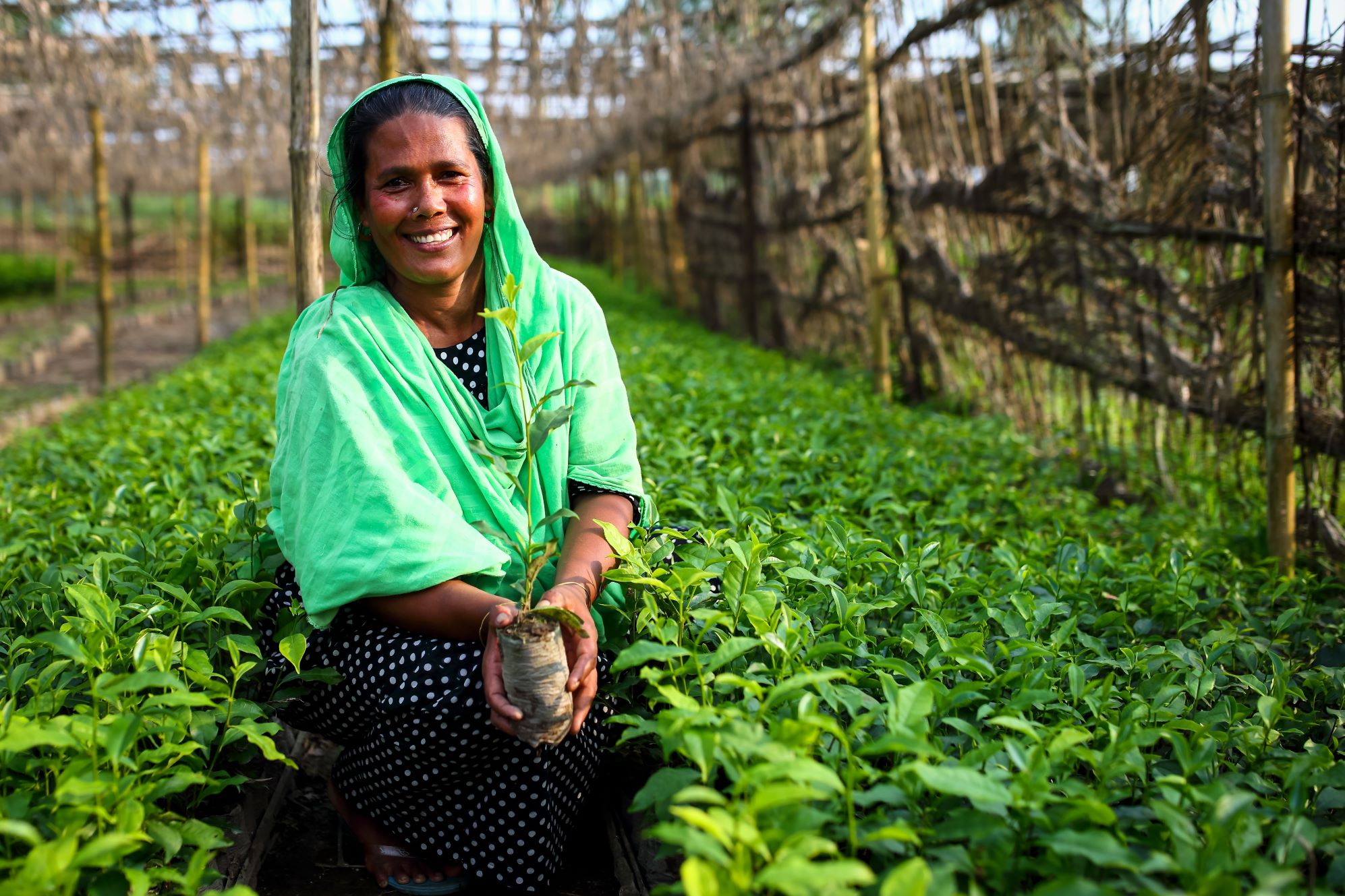 Big Brew - make your donation | Transform Trade