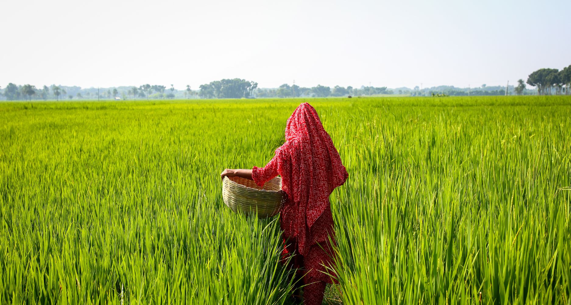 Donate to support Traidcraft | Transform Trade